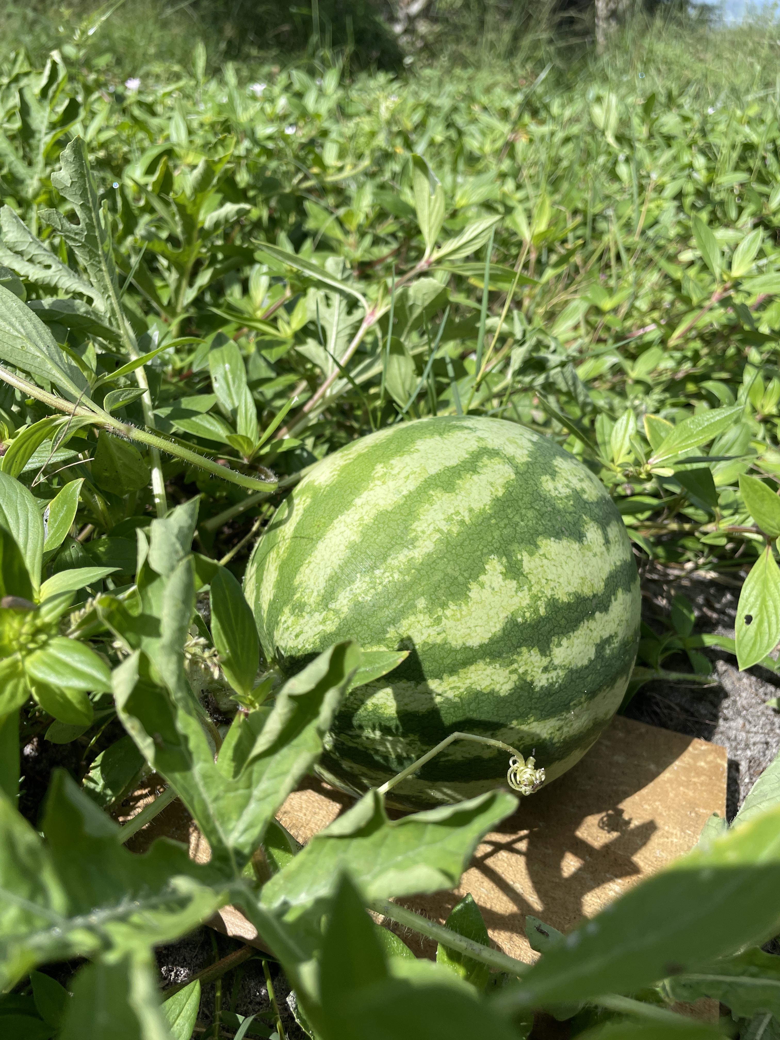First Year of Yellow Watermelons at Mahaba Farms – Mahaba Farms