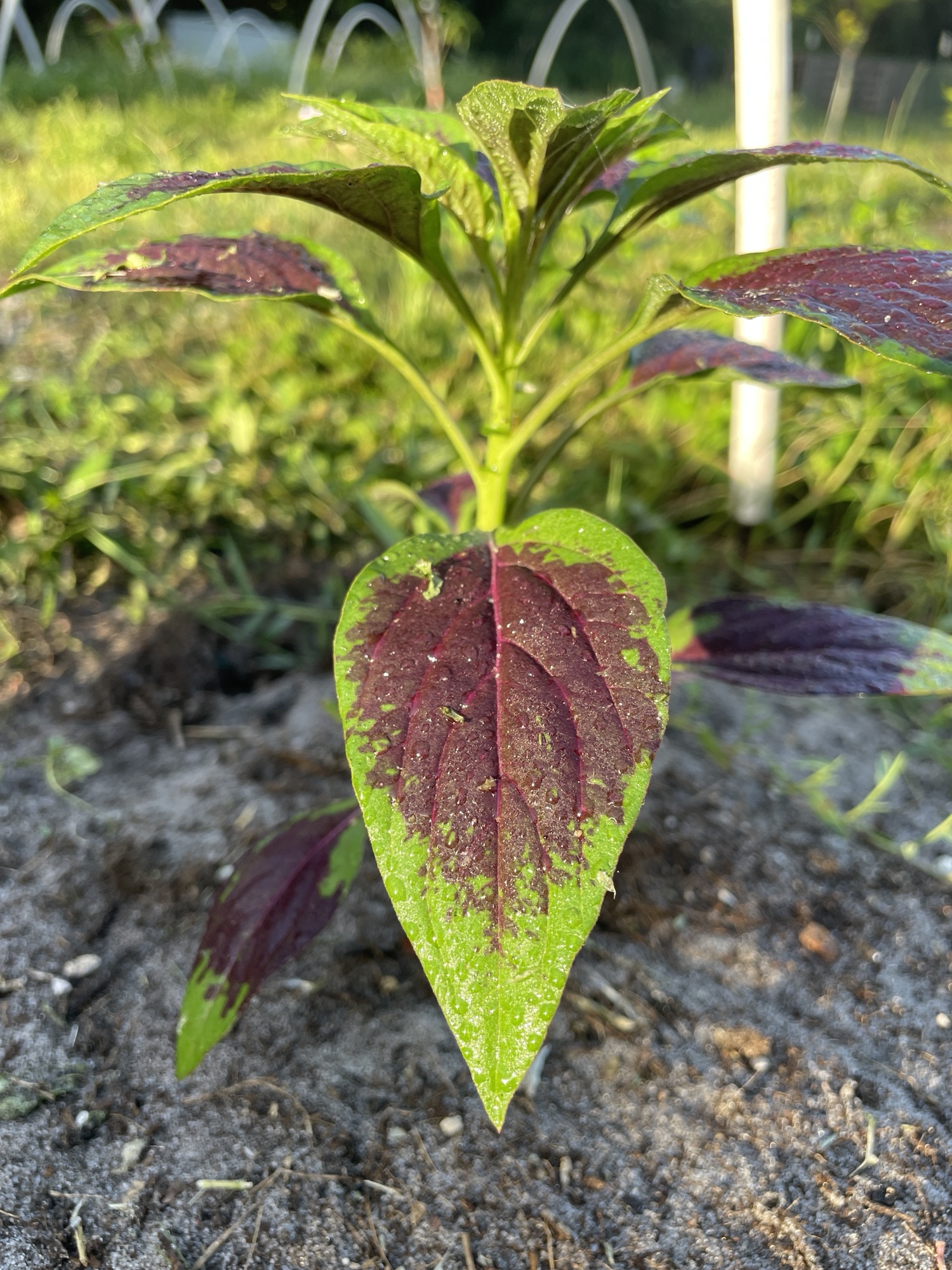 Nigerian Summer Greens – Mahaba Farms