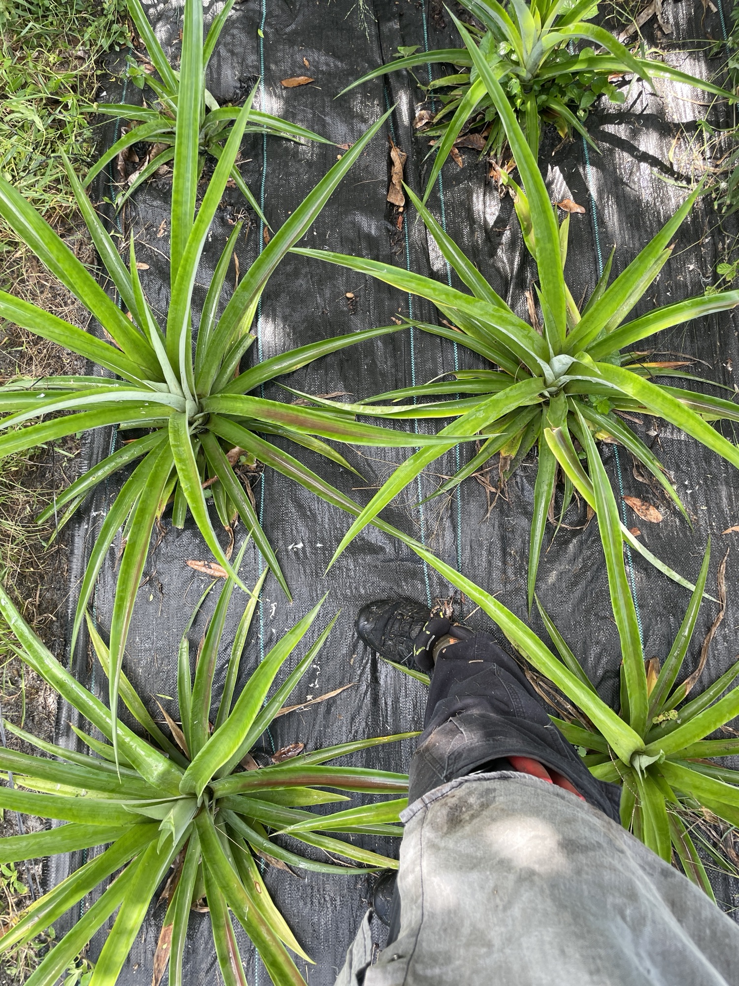 Pineapple Patch Update – Mahaba Farms