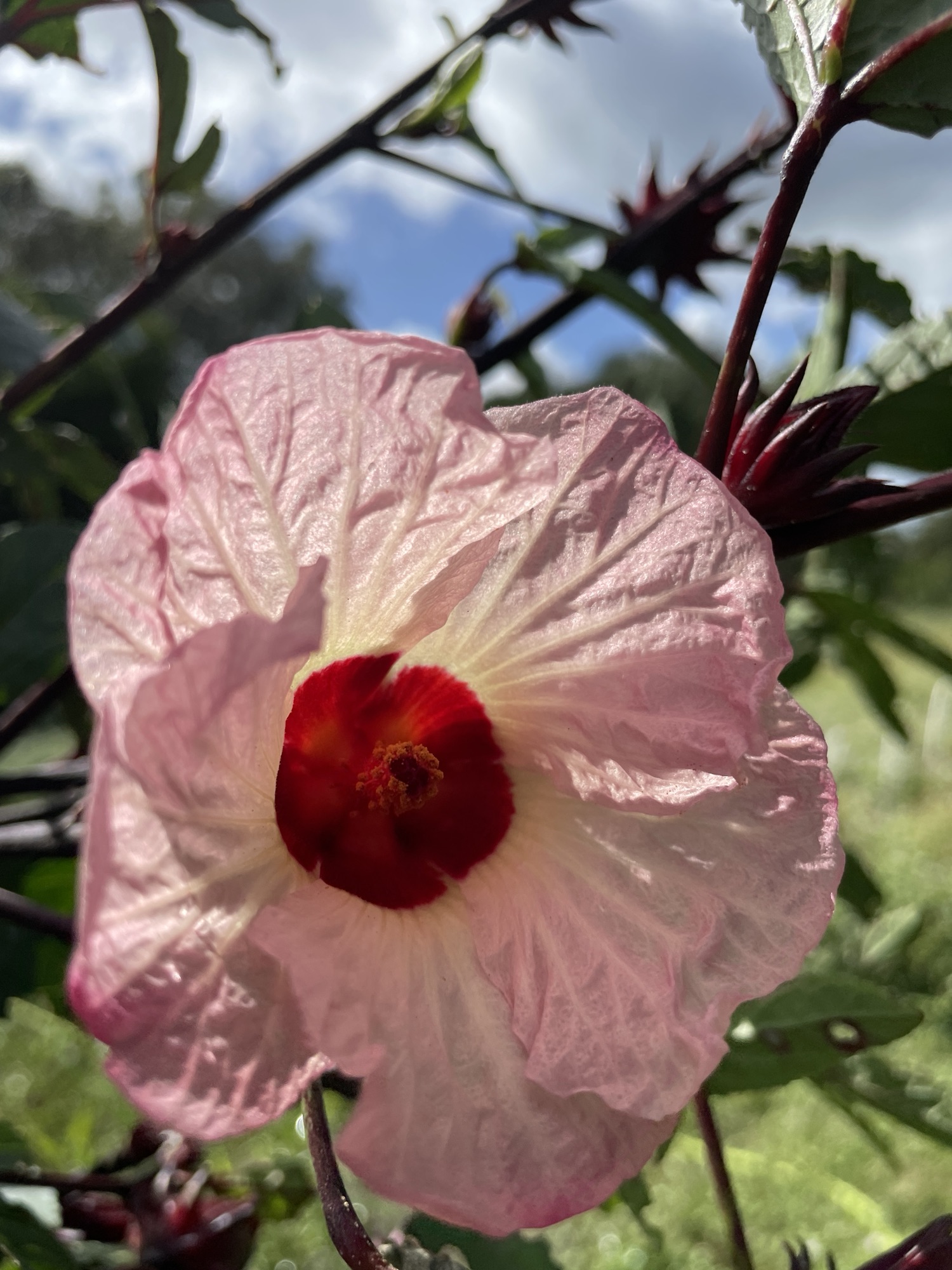 Roselle: From Seed to Table – Mahaba Farms