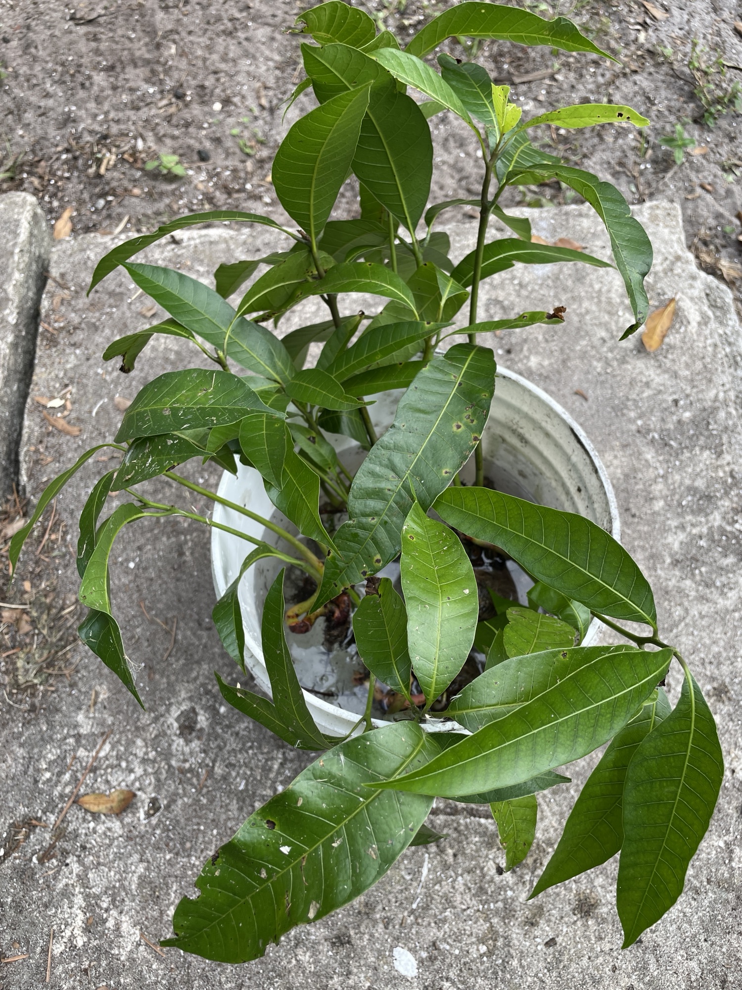 Mad Plant Scientist – Mahaba Farms