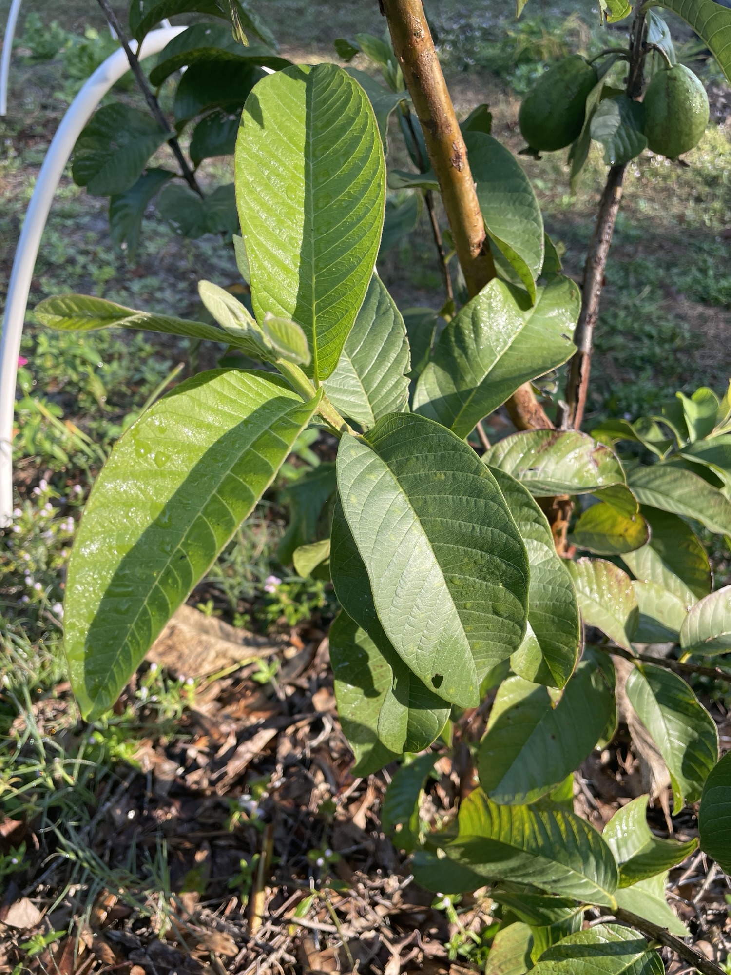 Fresh Guava Leaves Available – Mahaba Farms