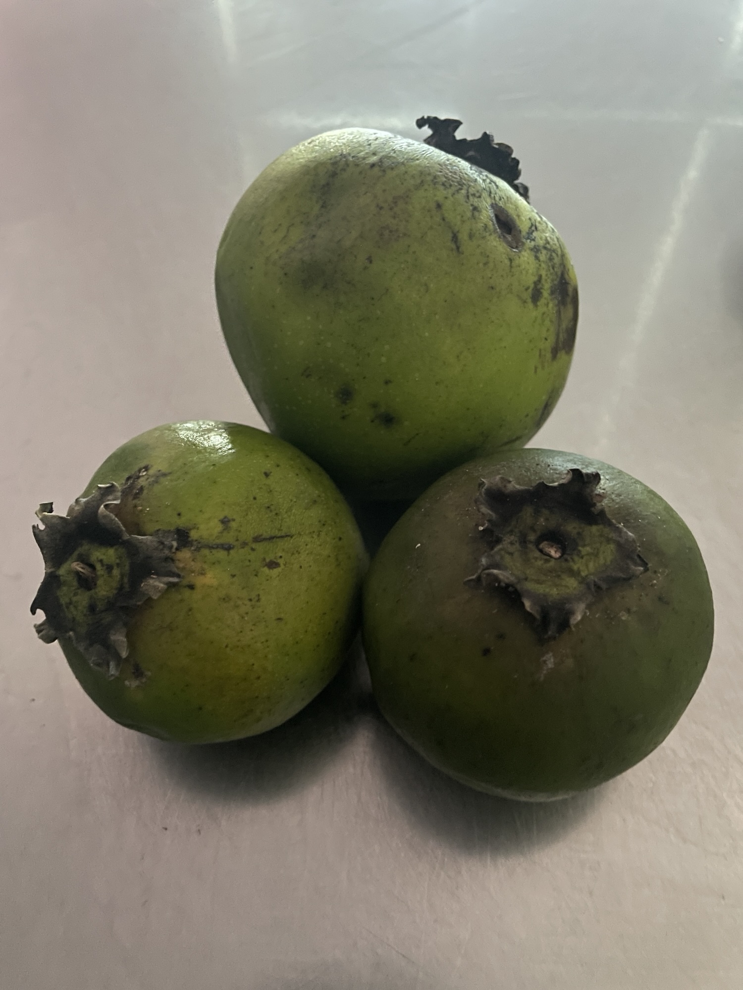 Chocolate Pudding Fruit – Mahaba Farms