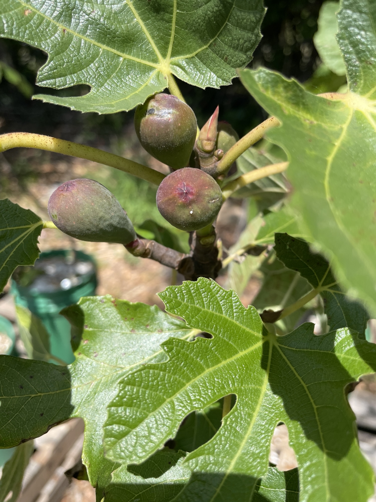 “You Can’t Grow Figs Here!” – Mahaba Farms